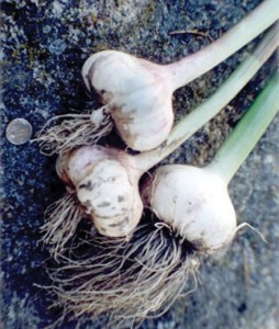 Garlic Killarney Red | Garden Seeds and Plants