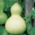 Marigold, Key Lime | Garden Seeds and Plants