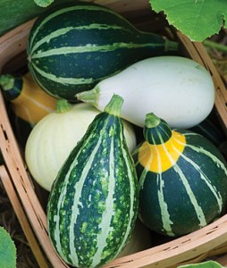 Gourd Ornamental Small Fancy Mix | Garden Seeds and Plants