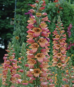 Illumination Flame Digiplexis | Garden Seeds and Plants