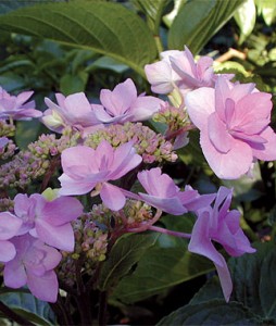 Jogasaki Hydrangea | Garden Seeds and Plants