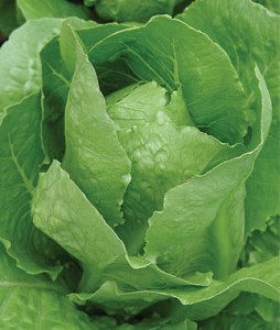 Lettuce Braveheart | Garden Seeds and Plants