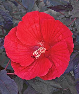 Midnight Marvel Hibiscus | Garden Seeds and Plants