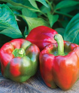 Pepper Sweet Block Party Hybrid | Garden Seeds and Plants