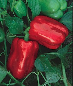 Pepper Sweet Chinese Giant | Garden Seeds and Plants