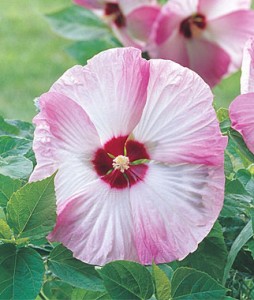 Pink Swirl Hibiscus | Garden Seeds and Plants