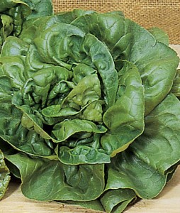 Lettuce Burpee Bibb | Garden Seeds and Plants