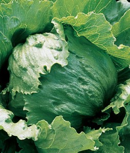 Lettuce Iceberg A | Garden Seeds and Plants