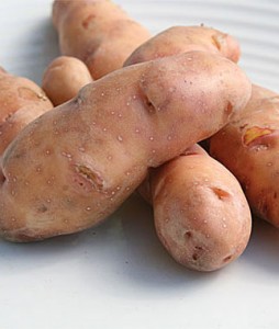 Potato Rose Finn Apple | Garden Seeds and Plants