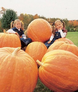 Pumpkin Prizewinner Hybrid | Garden Seeds and Plants