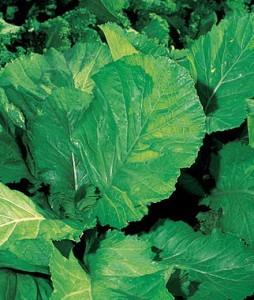 Mustard Florida Broad Leaf | Garden Seeds and Plants