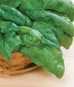 Spinach Bloomsdale Long Standing | Garden Seeds and Plants