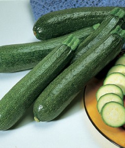 Squash Summer Burpee Hybrid Zucchini | Garden Seeds and Plants