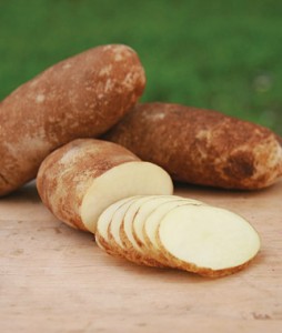 Potato Cal White | Garden Seeds and Plants