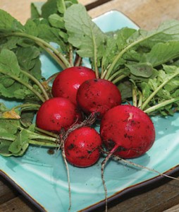 Radish Early Scarlet Globe | Garden Seeds and Plants