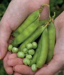 Pea Lincoln | Garden Seeds and Plants