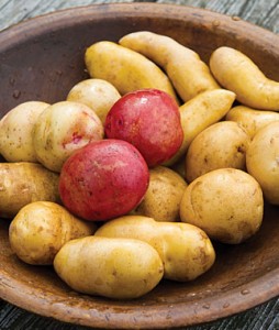 Potato Heirloom Collection | Garden Seeds and Plants