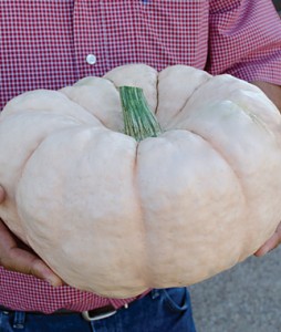 Pumpkin Porcelain Doll Hybrid | Garden Seeds and Plants