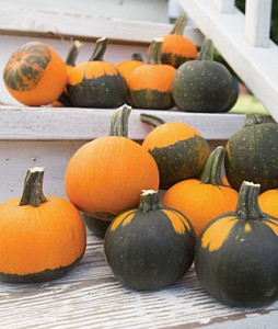 Pumpkin Batwing Hybrid | Garden Seeds and Plants