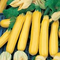 Squash Goldetti | Garden Seeds and Plants